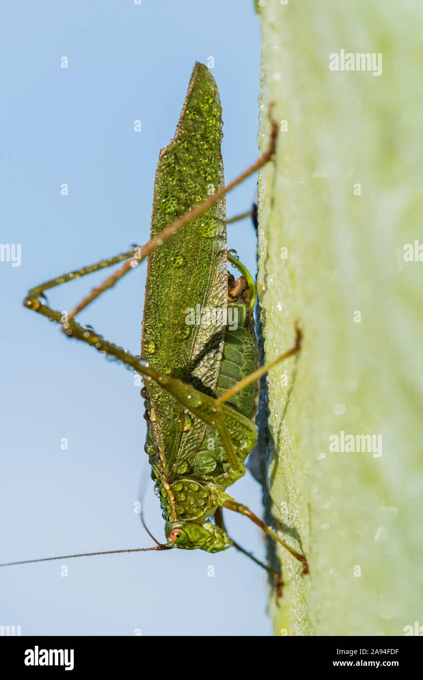 Image in waterdrop hi-res stock photography and images - Alamy