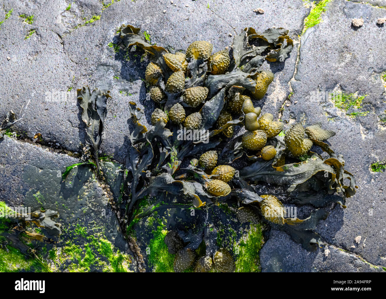 Coastal rock plant hi-res stock photography and images - Alamy