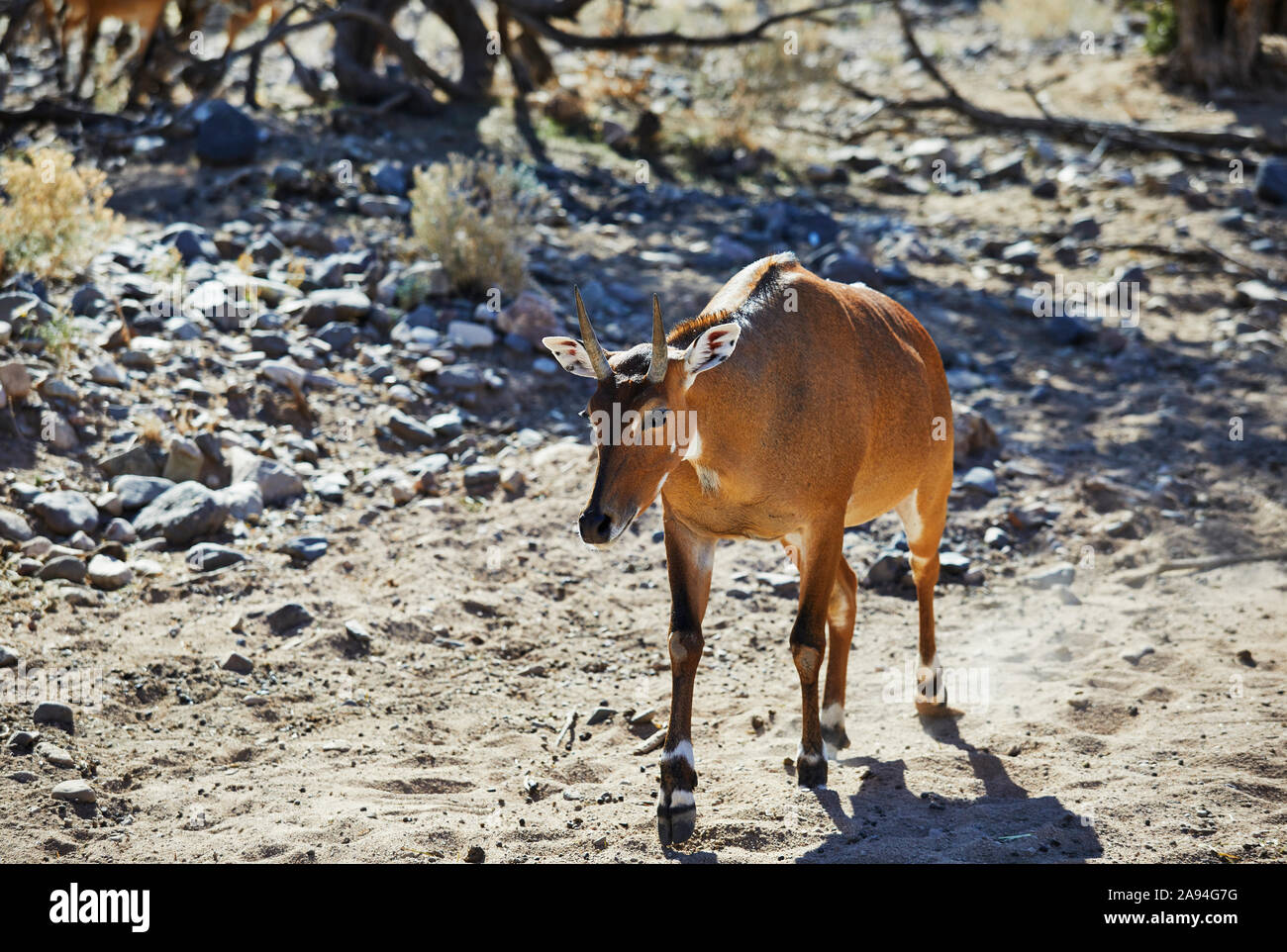 Asian antelope hi-res stock photography and images - Alamy