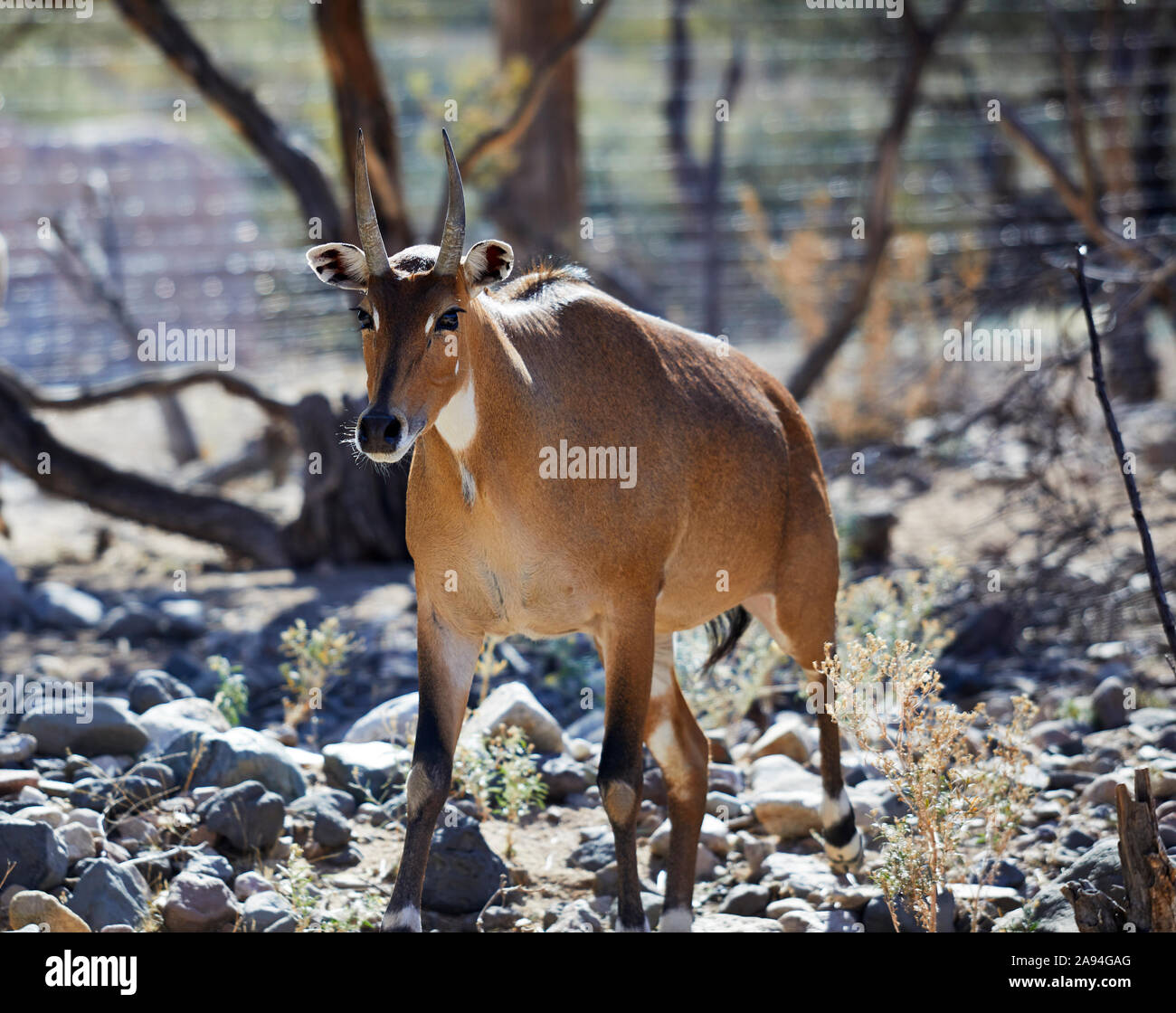Asian antelope hi-res stock photography and images - Alamy