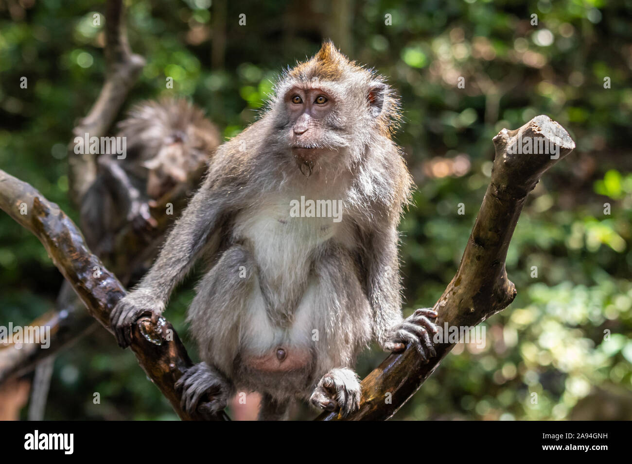 Balinese Long Tailed Monkey (macaque), sitting on tree limb. 2nd monkey ...