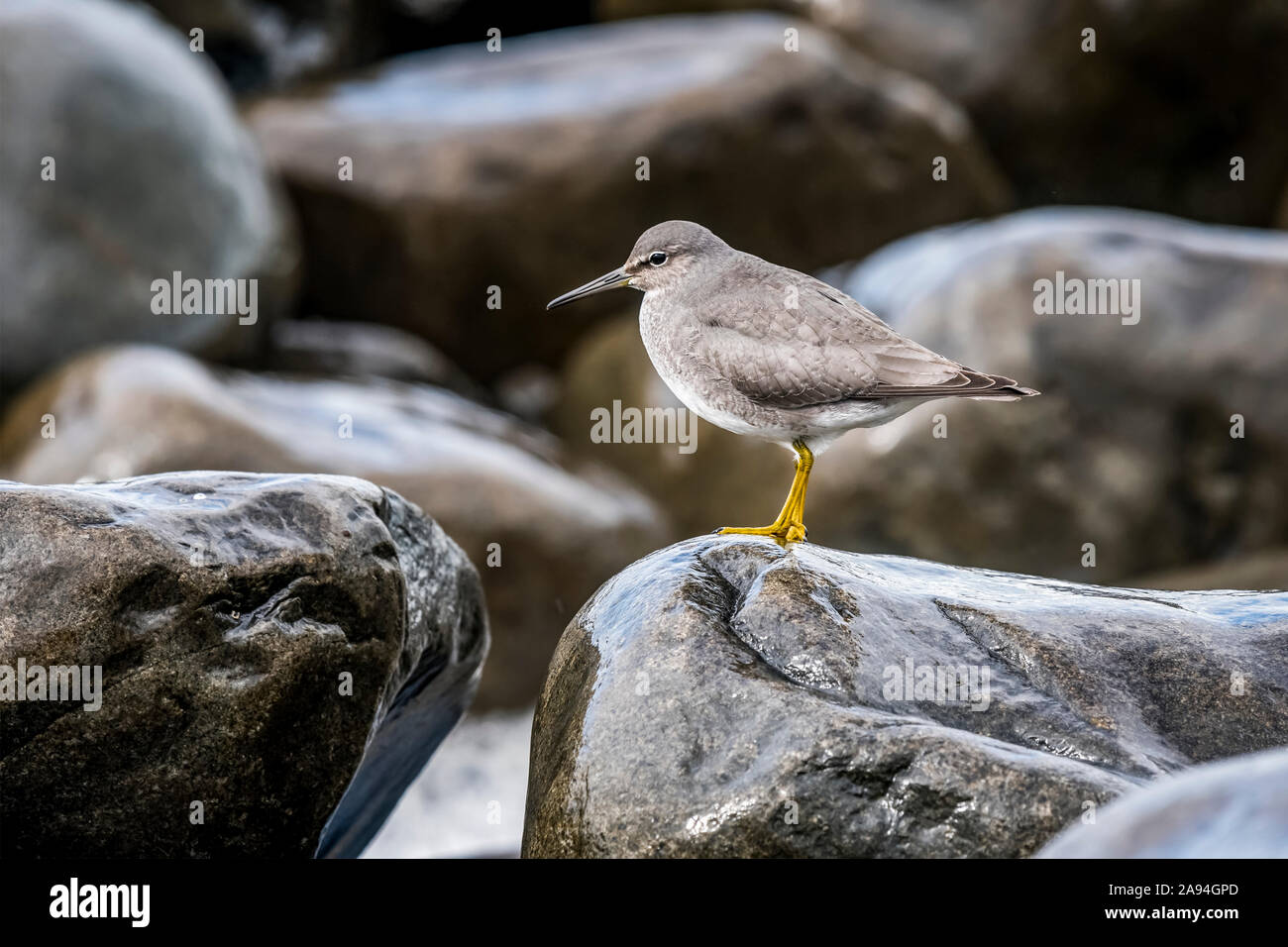 A Wandering tattler (Tringa incana) visits Seaside Cove on the North ...