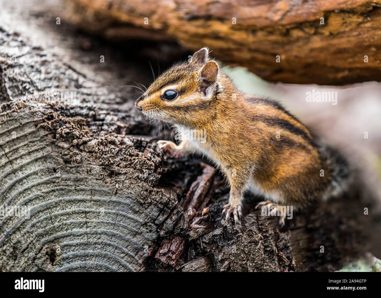 Chipmunk cape disappointment state park hi-res stock photography and ...