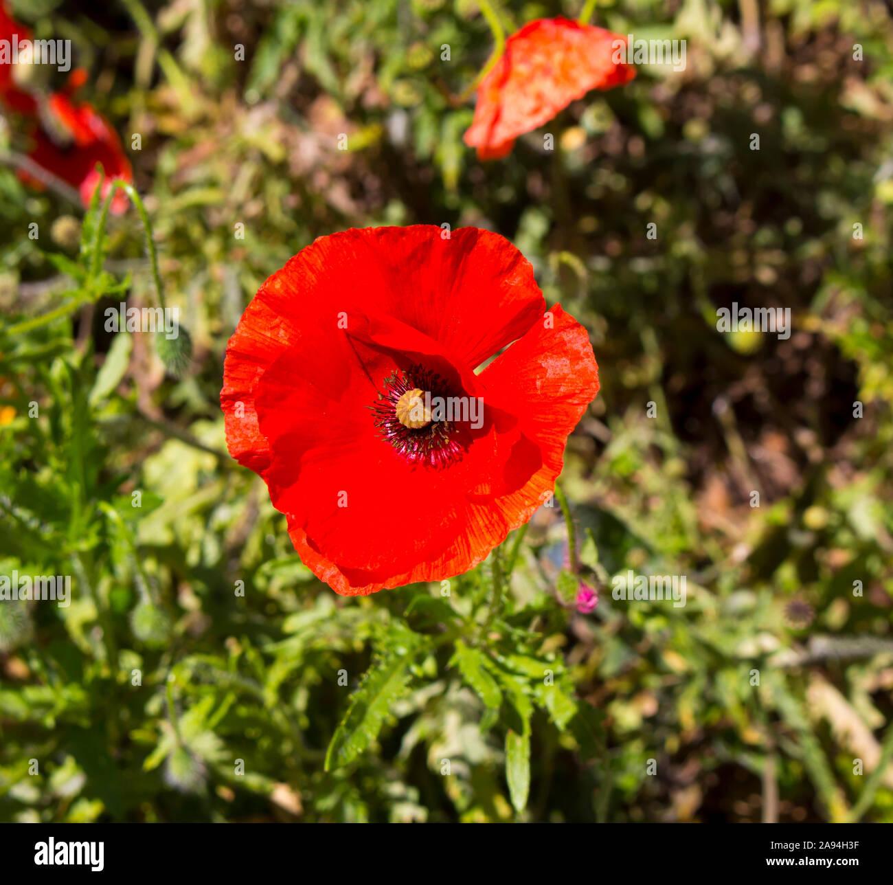 Brilliant intense brilliant red of the Flander's Poppy papaver rhoeas ...