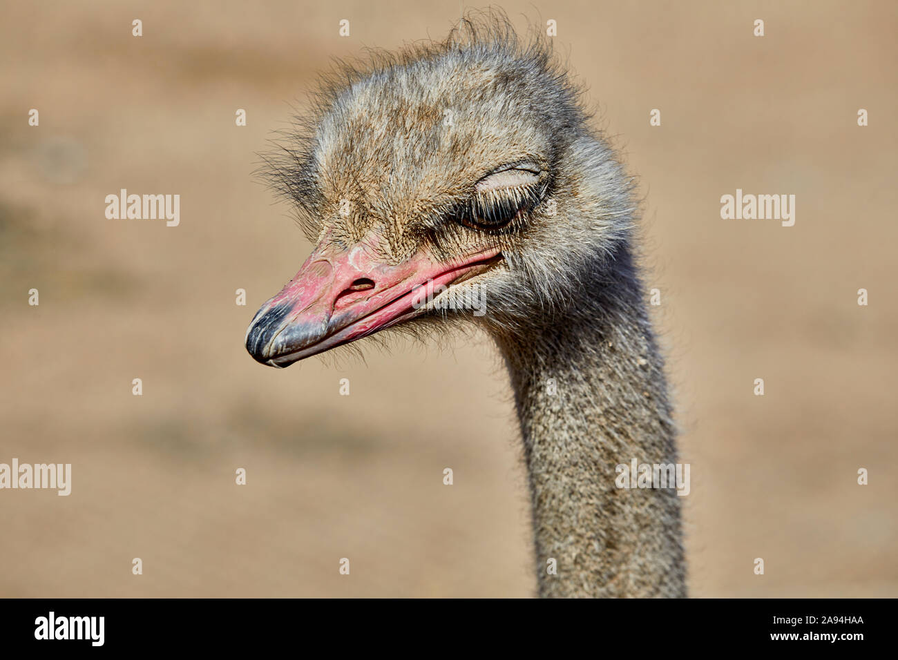 Ostrich close up photograph hi-res stock photography and images - Alamy