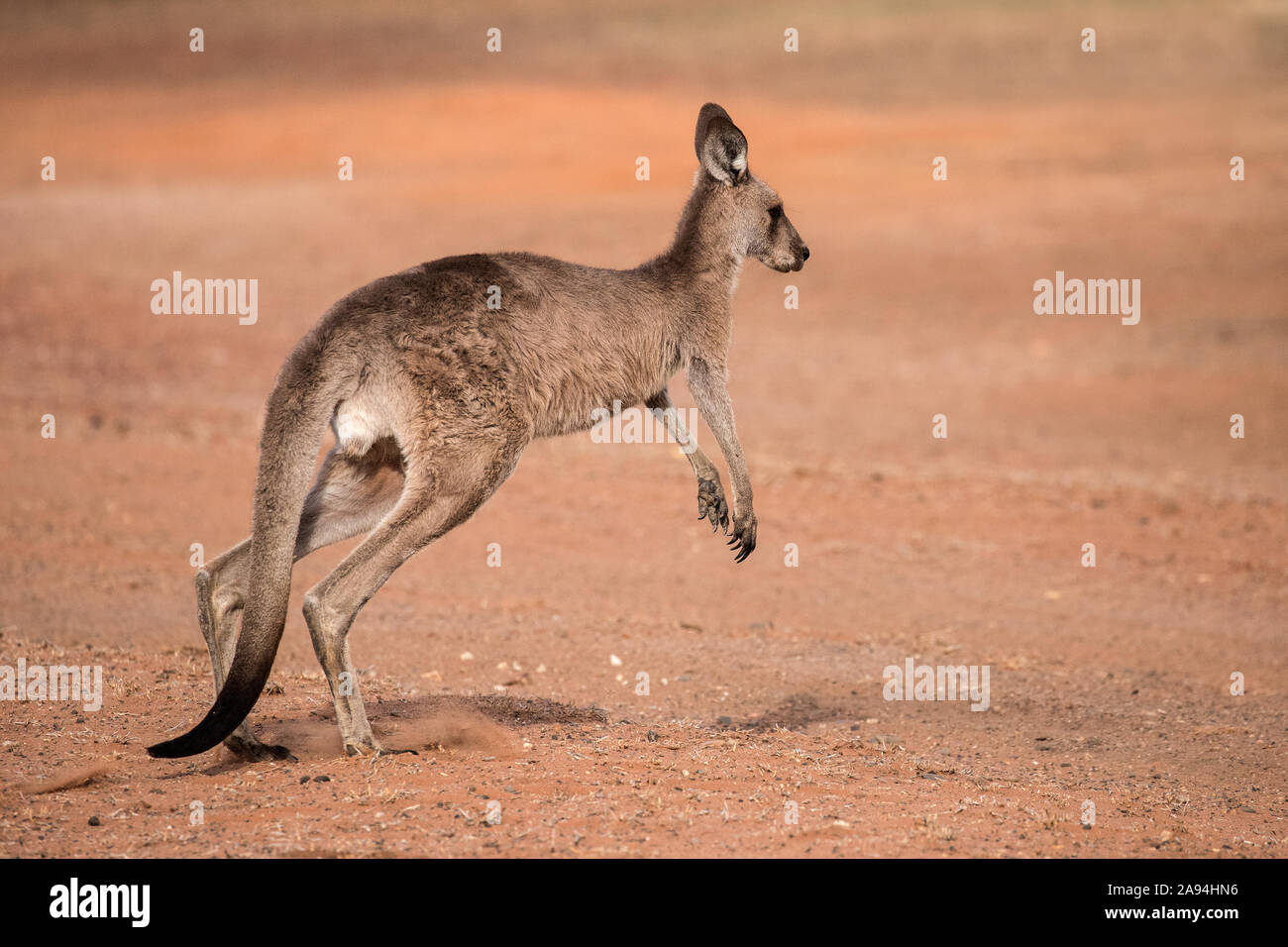 Eastern Grey Kangaroo hopping in outback Australia Stock Photo - Alamy