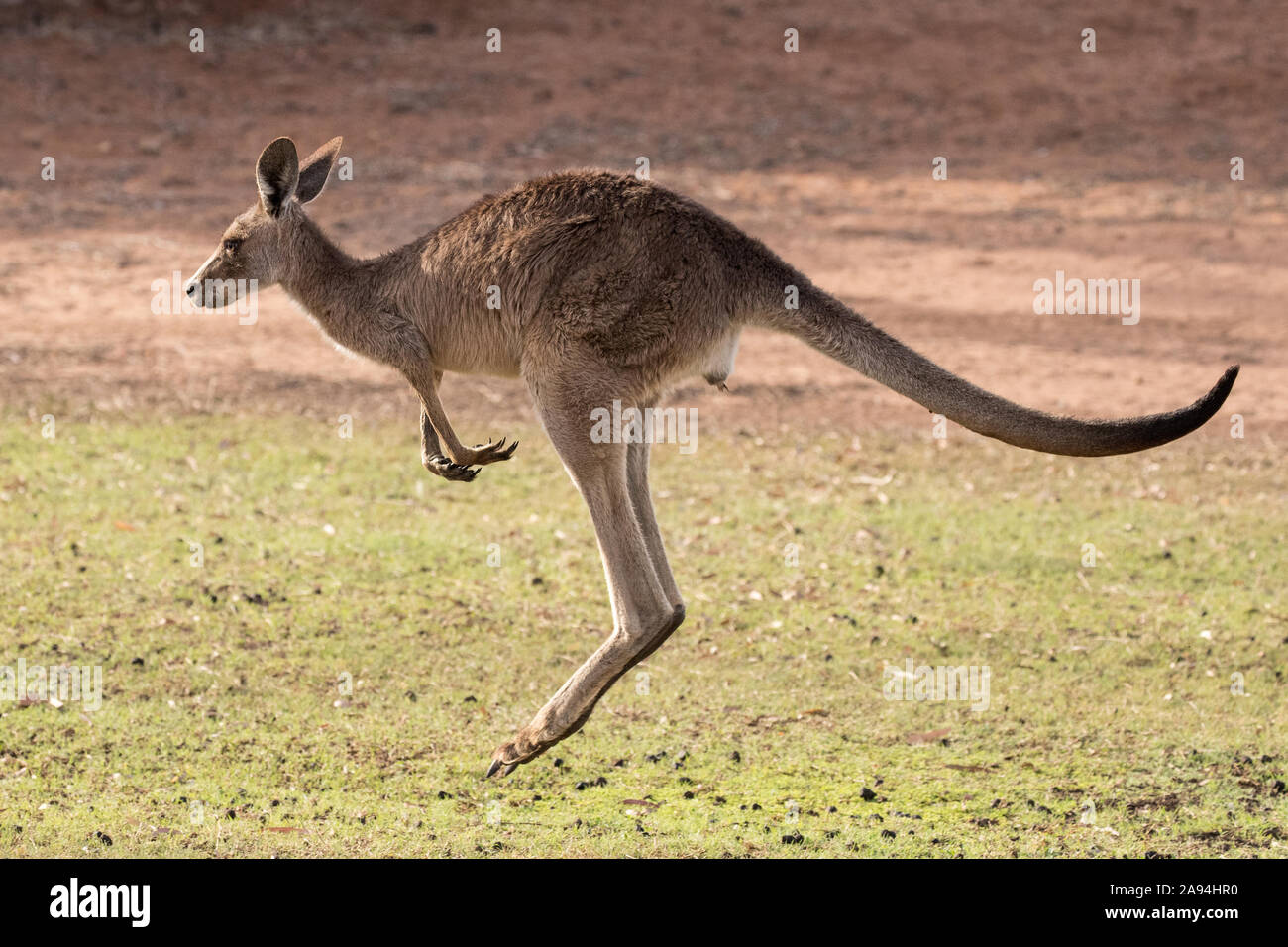 Eastern Grey Kangaroo hopping in outback Australia Stock Photo - Alamy