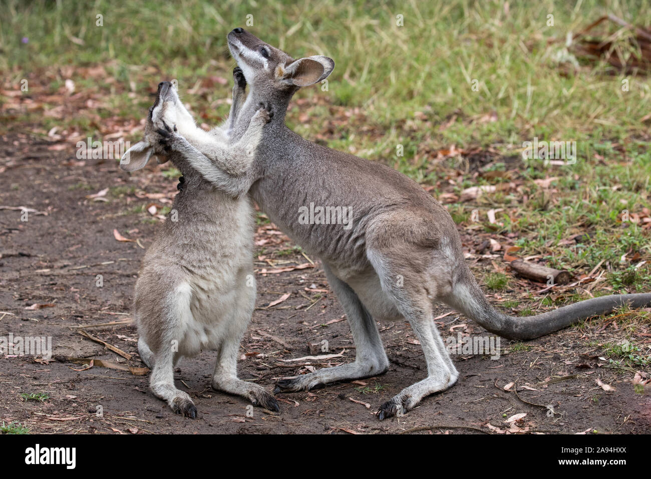 Pretty-faced or Whip-tailed Wallaby pair Stock Photo - Alamy