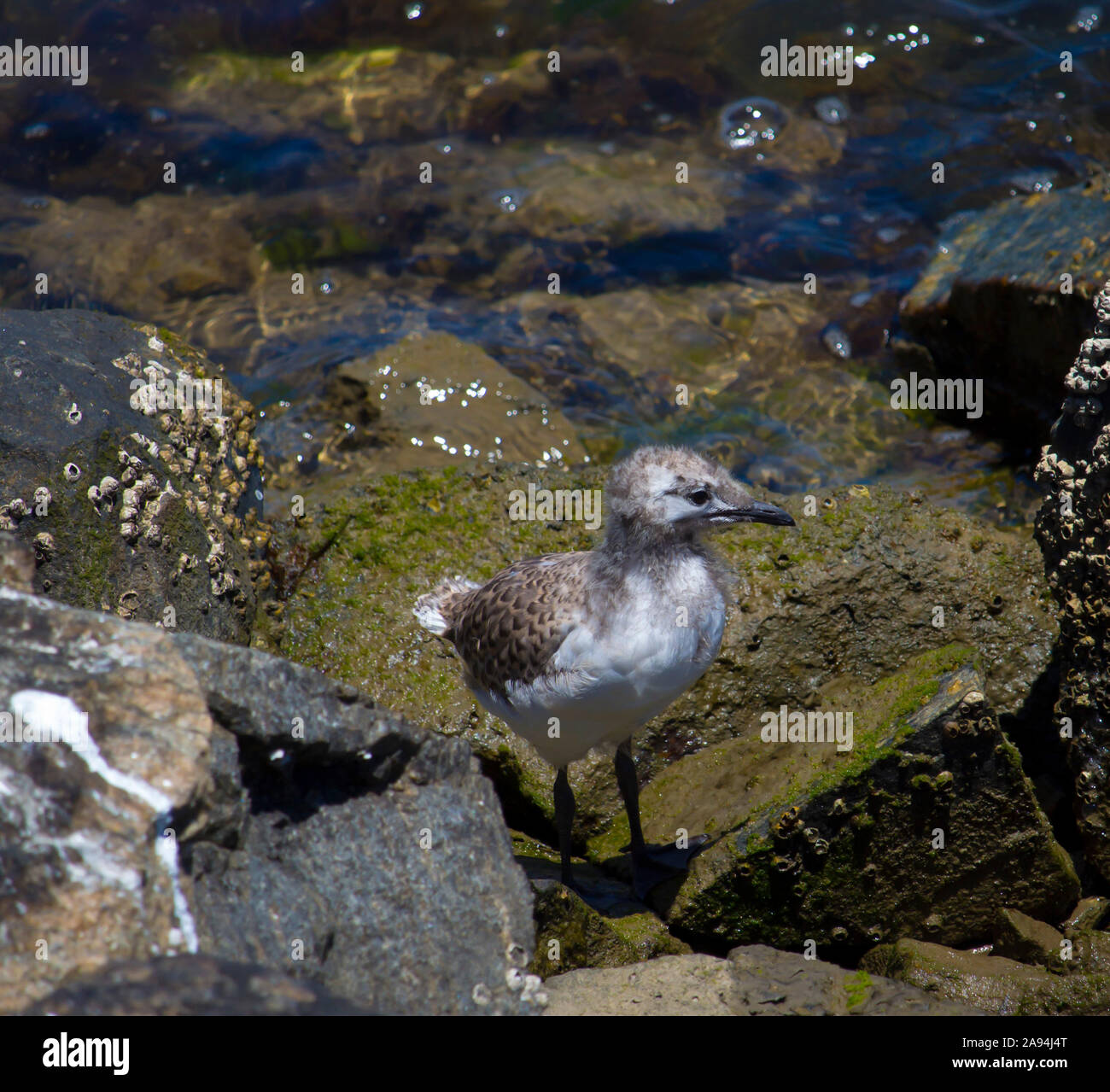 A beautiful seagull seabird of family Laridae in sub-order Lari young ...