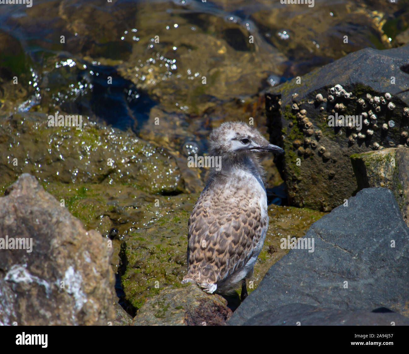 A beautiful seagull seabird of family Laridae in sub-order Lari young ...
