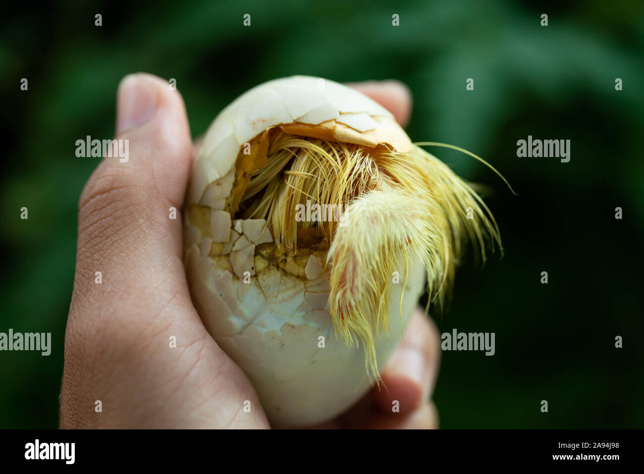 Coming out of egg hi-res stock photography and images - Alamy