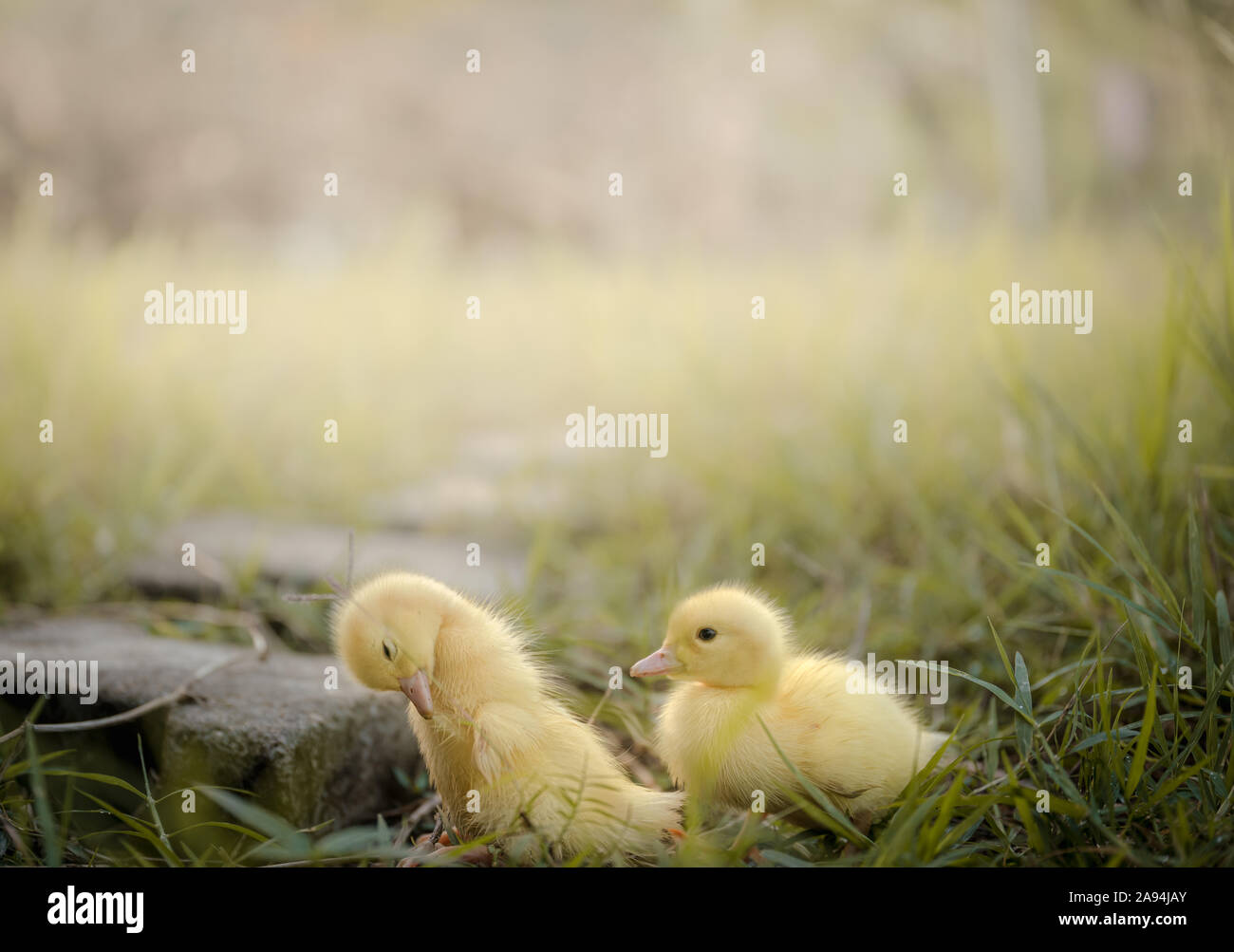 Yellow ducks hi-res stock photography and images - Alamy