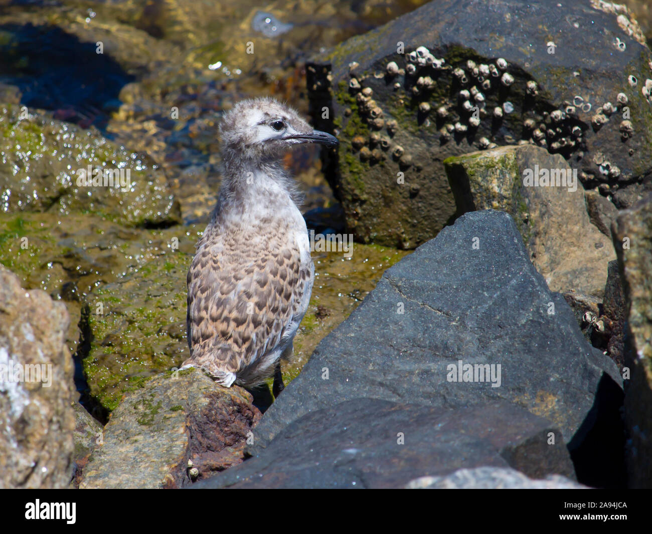 A beautiful seagull seabird of family Laridae in sub-order Lari young ...