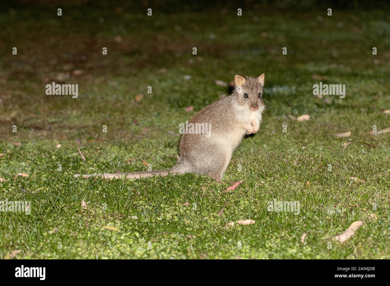Aepyprymnus rufescens rat kangaroo hi-res stock photography and images ...