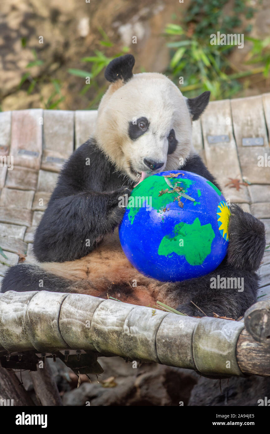 Baby Panda Playing With Ball