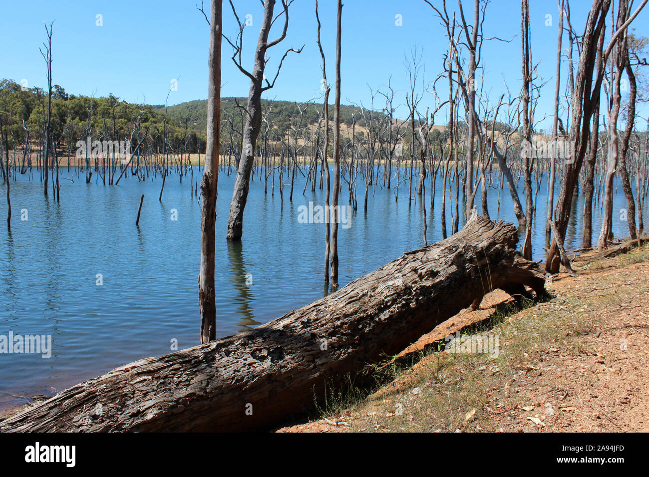 Scenic landscape of trees growing near the rough bush track along edge ...