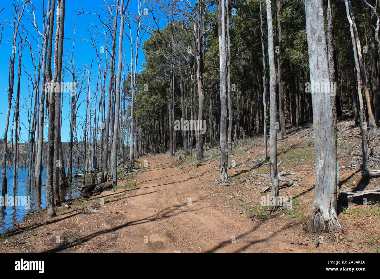 Scenic landscape of trees growing near the rough bush track along edge ...
