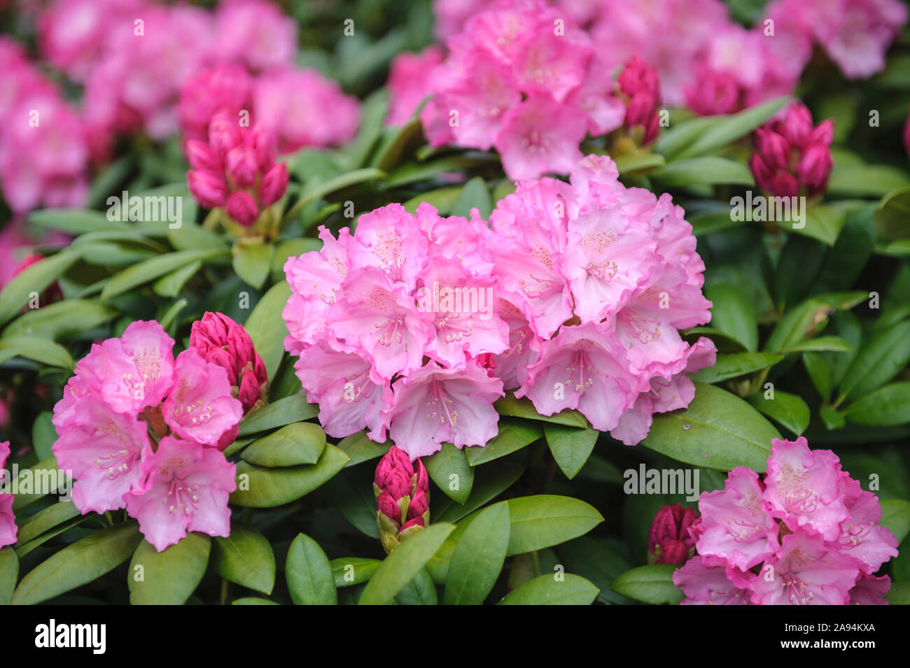 Yakushima-Rhododendron (Rhododendron 'Polaris' Stock Photo - Alamy