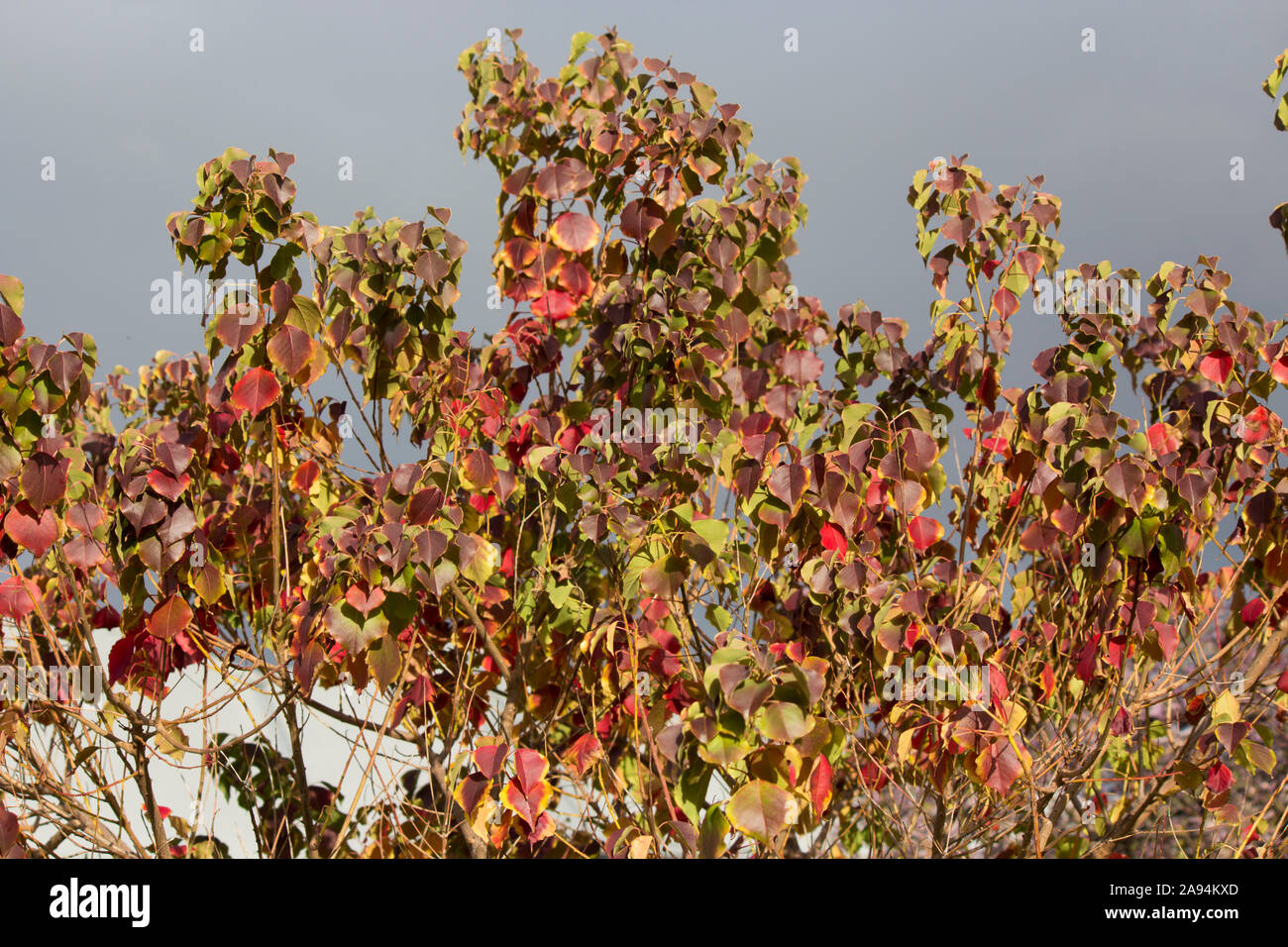 Brilliant russet orange,yellow, green and red autumn foliage of ...