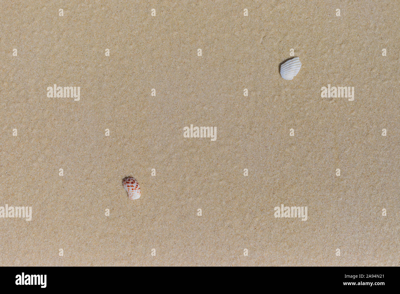 Sea shell on sand. Summer beach background. Top view. summer background ...