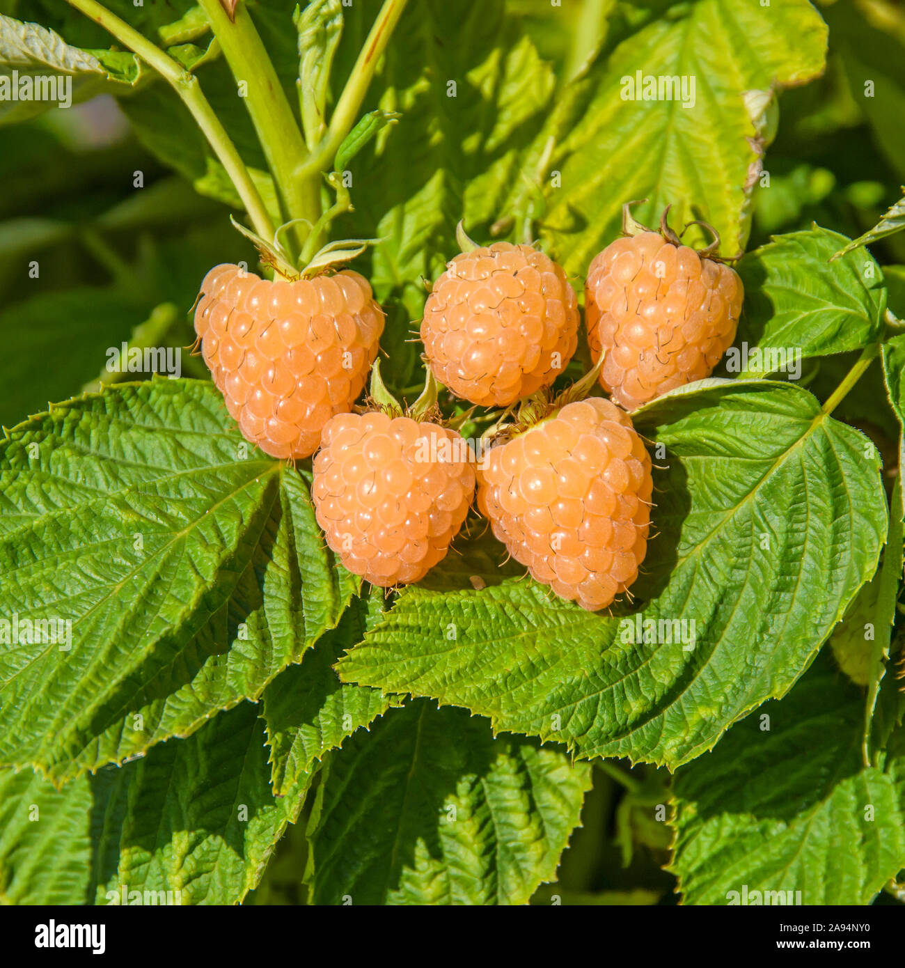 Heerbst hi-res stock photography and images - Alamy