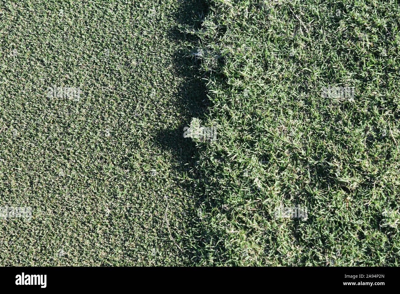 Close up comparison of golf course grasses. Half short grass of a ...