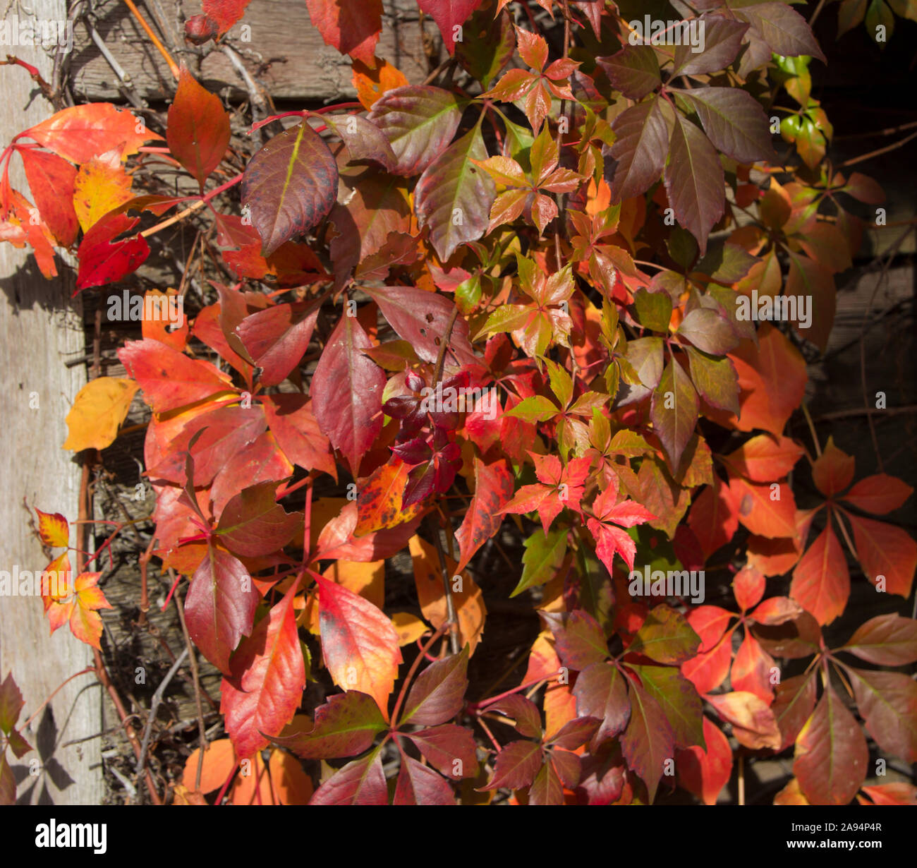 Brilliant russet orange,yellow, green and red autumn foliage of ...