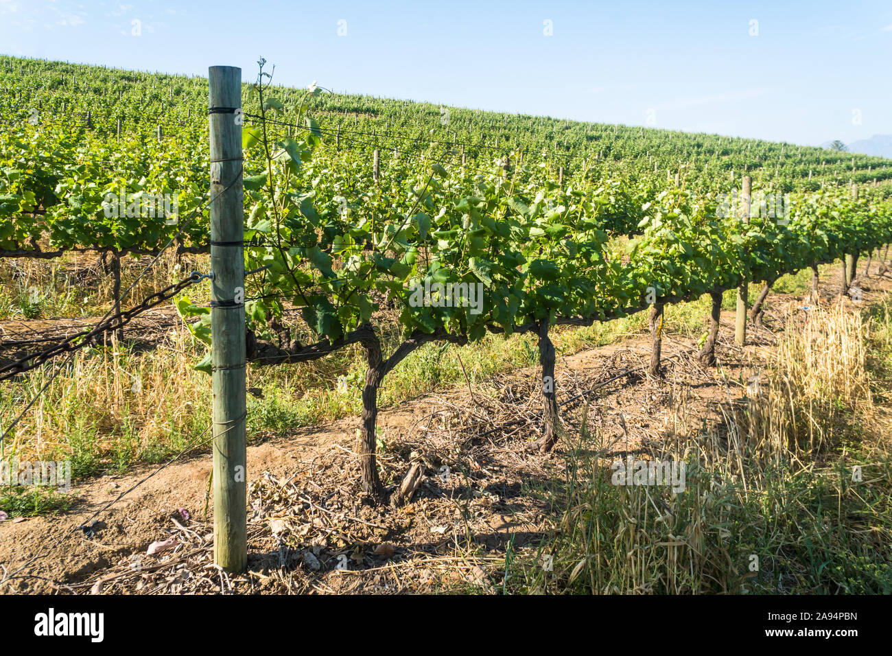 South african vines hi-res stock photography and images - Alamy