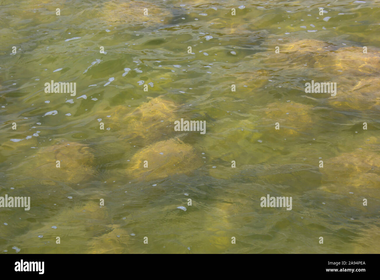 Microbialite thrombolite hi-res stock photography and images - Alamy