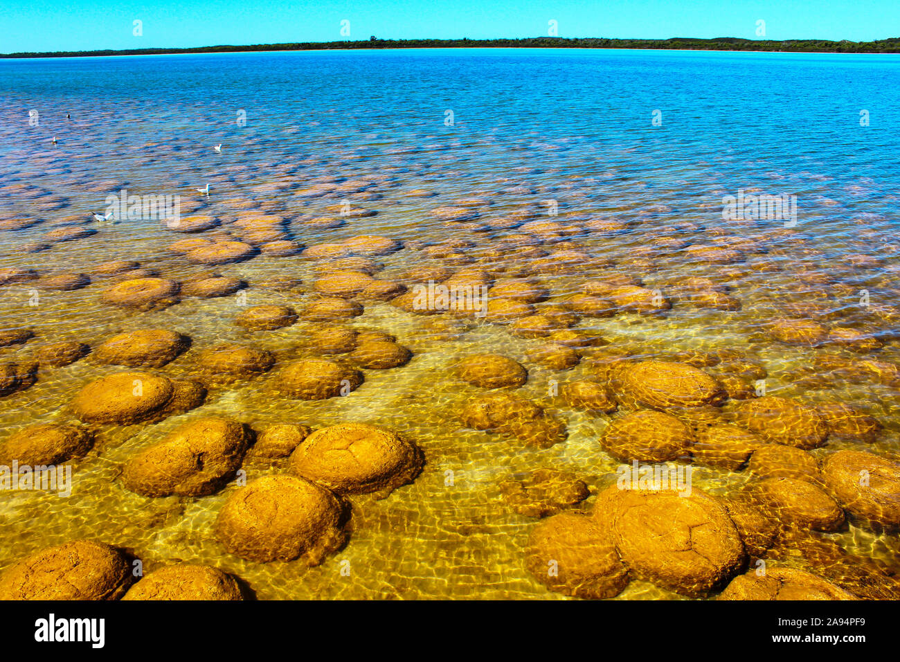 Rare colony of 6 kilometre long thrombolite living rocks calcium ...