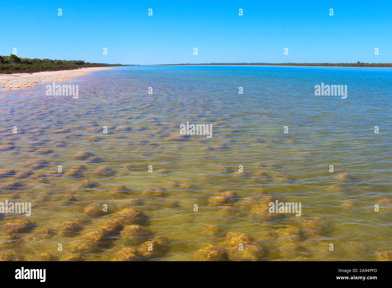 Microbialite thrombolite hi-res stock photography and images - Alamy