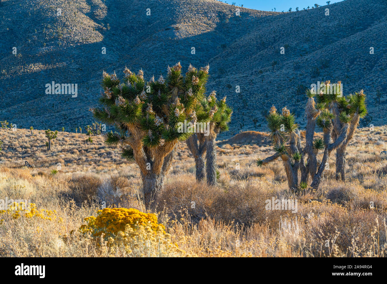 Morning in desert. Beautiful Joshua trees in bloom, and mountains in ...