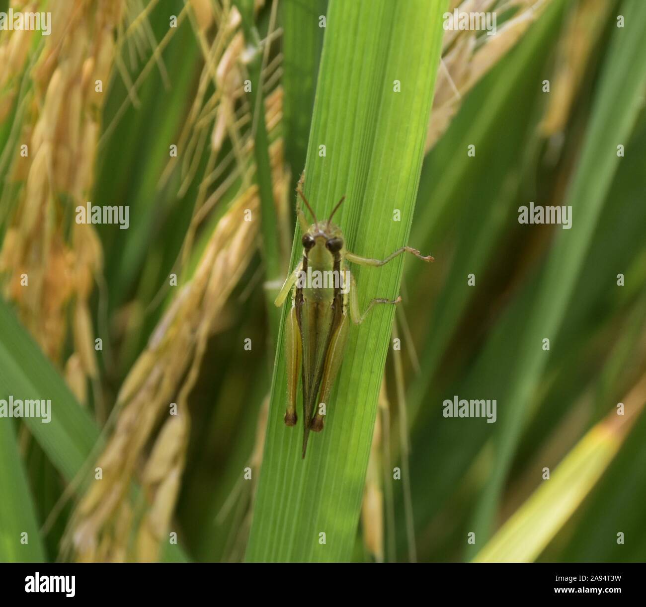 Paddy insect pest hi-res stock photography and images - Alamy