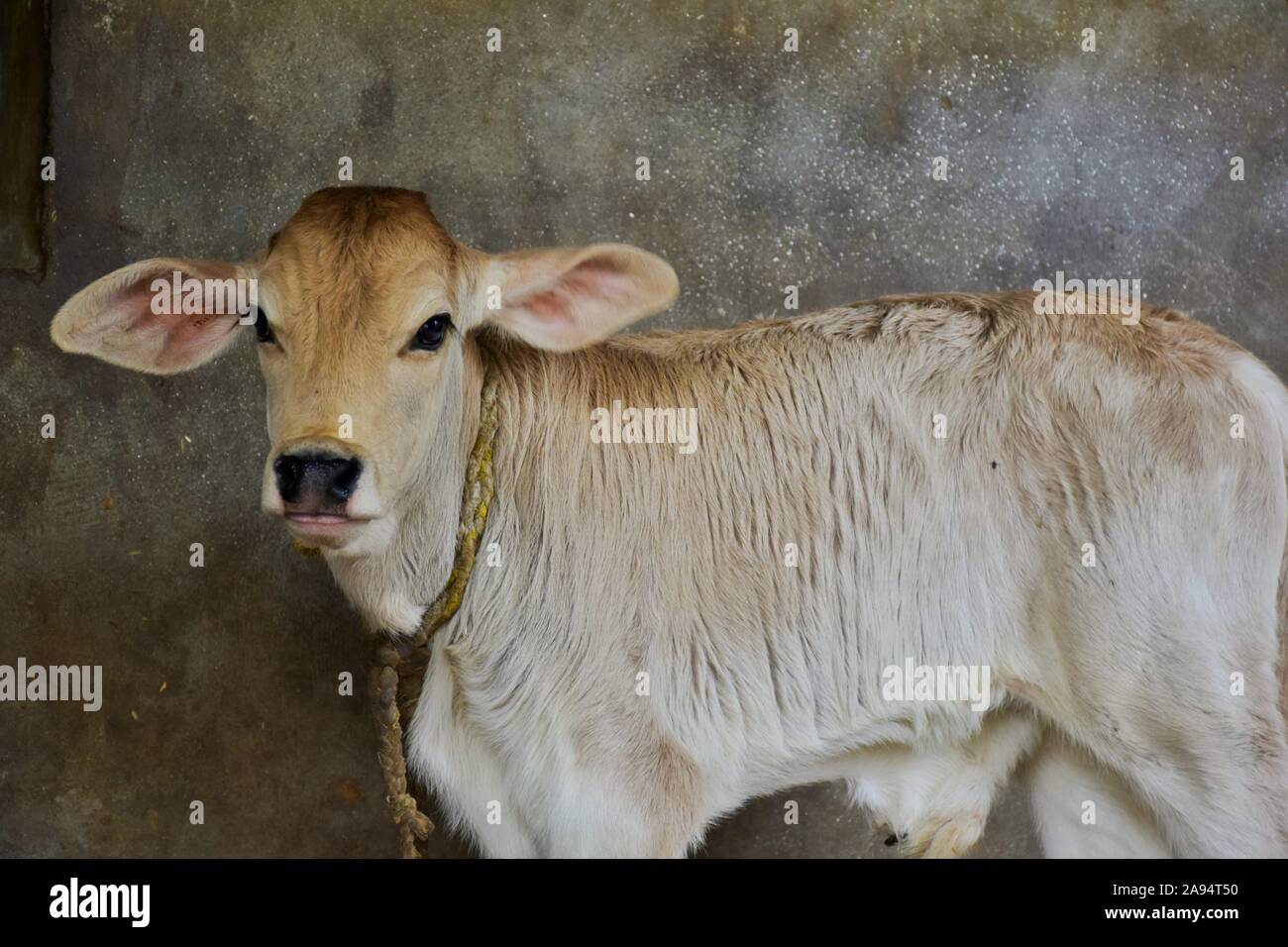 A Bull calf standing alone with her eyes searching for his mother Stock ...