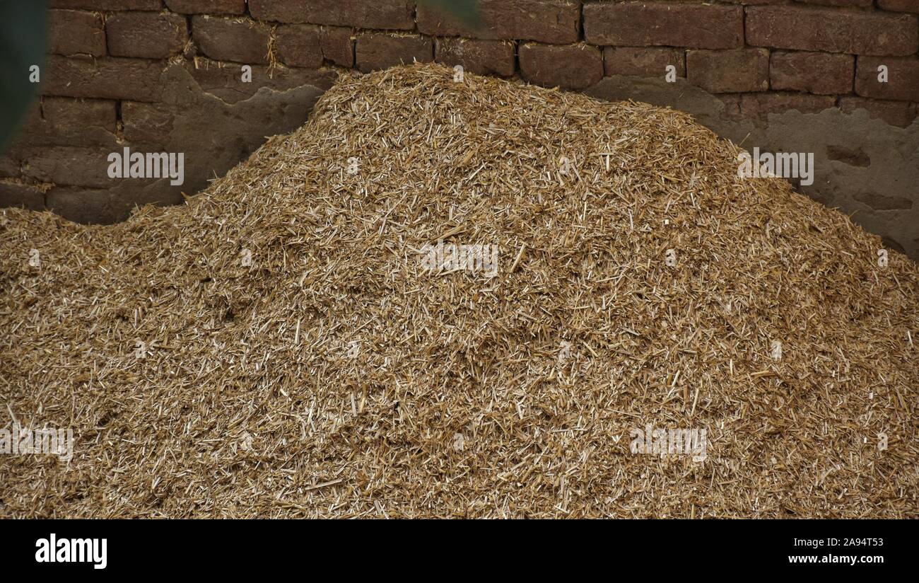 A stalk or stem of wheat called as straw. It gathered and thrashed ...