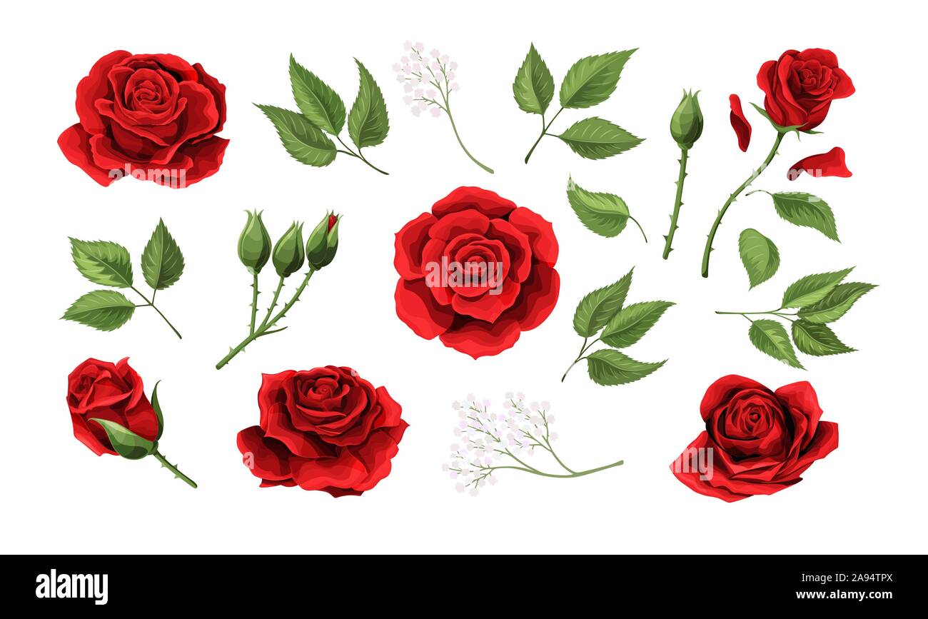 Red roses hand drawn illustration elements colored set Stock Vector ...