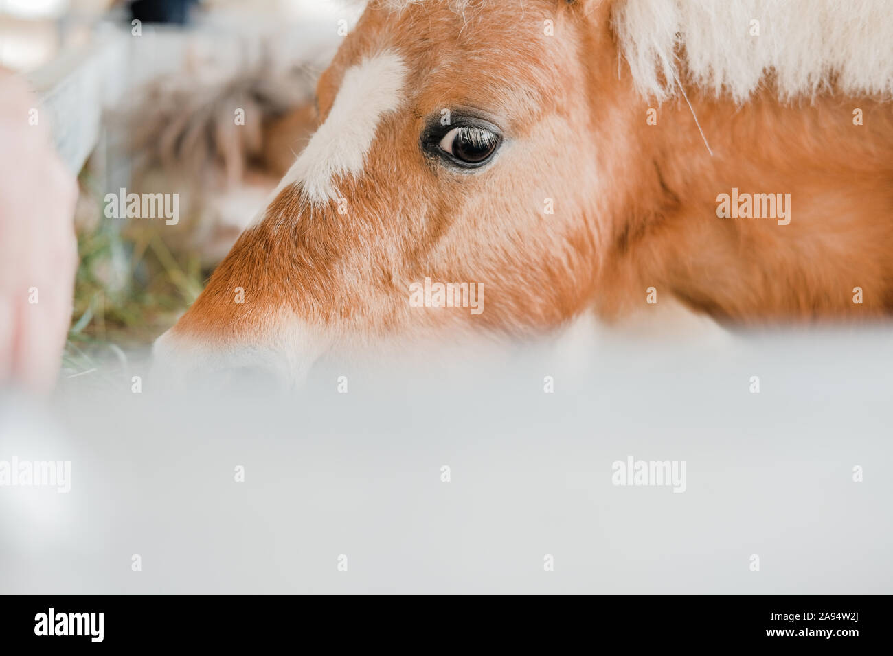 Miniature dwarf horse hi-res stock photography and images - Alamy