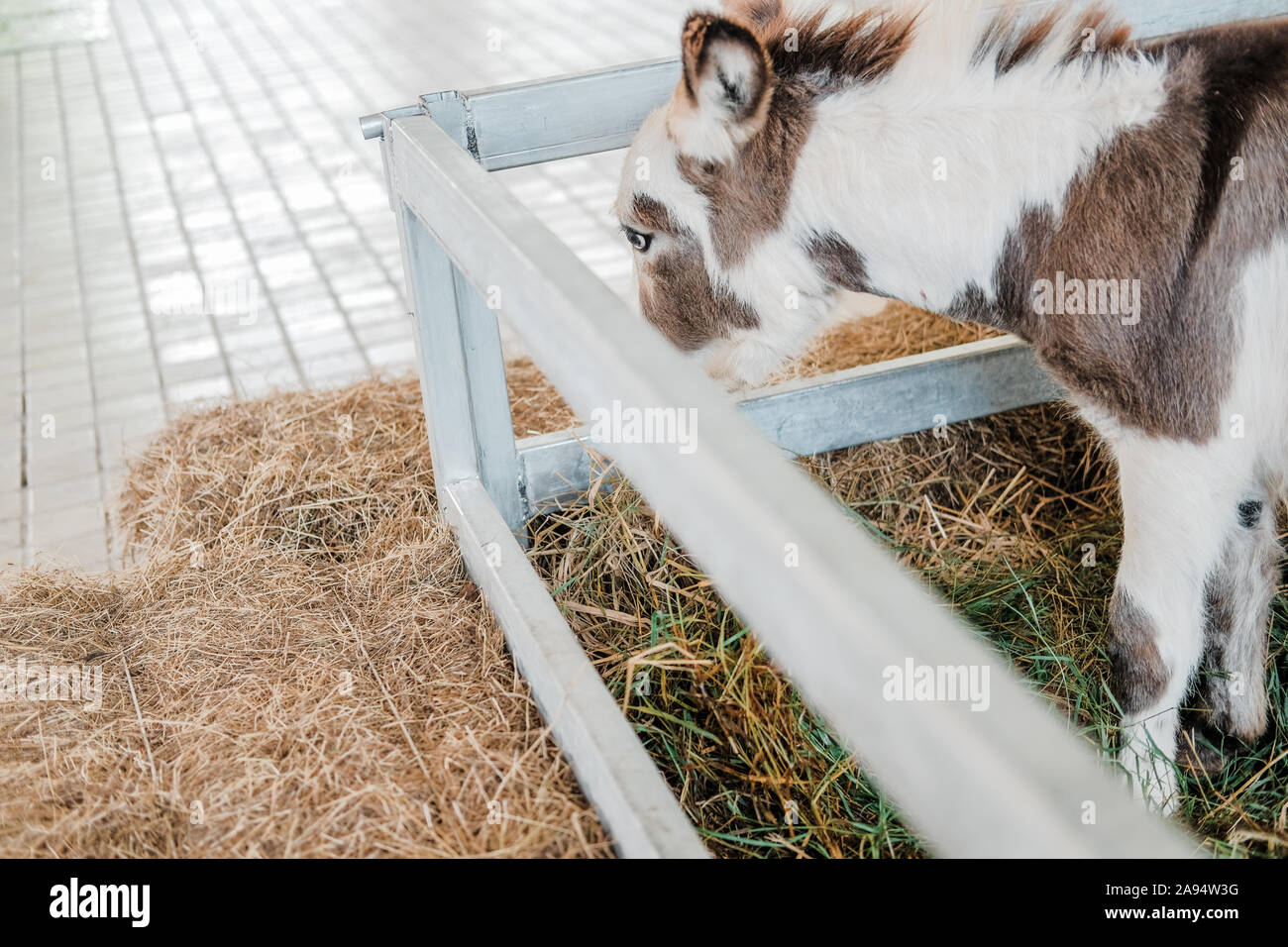 dwarf brown miniature donkey in rural farm Stock Photo - Alamy