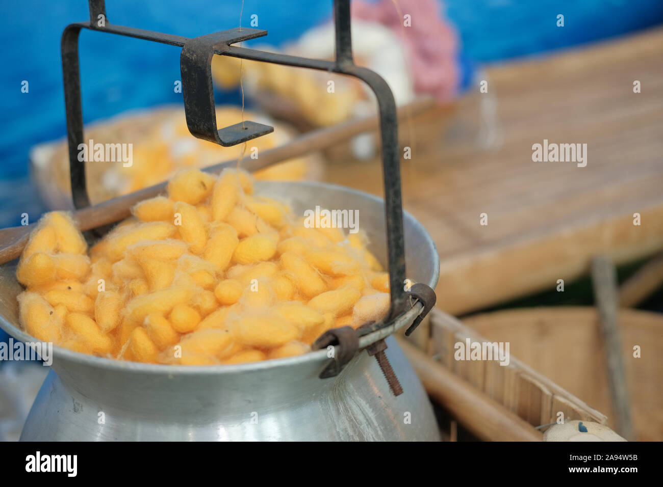 yellow silkworm cocoon shell for making thread producing Thai silk ...