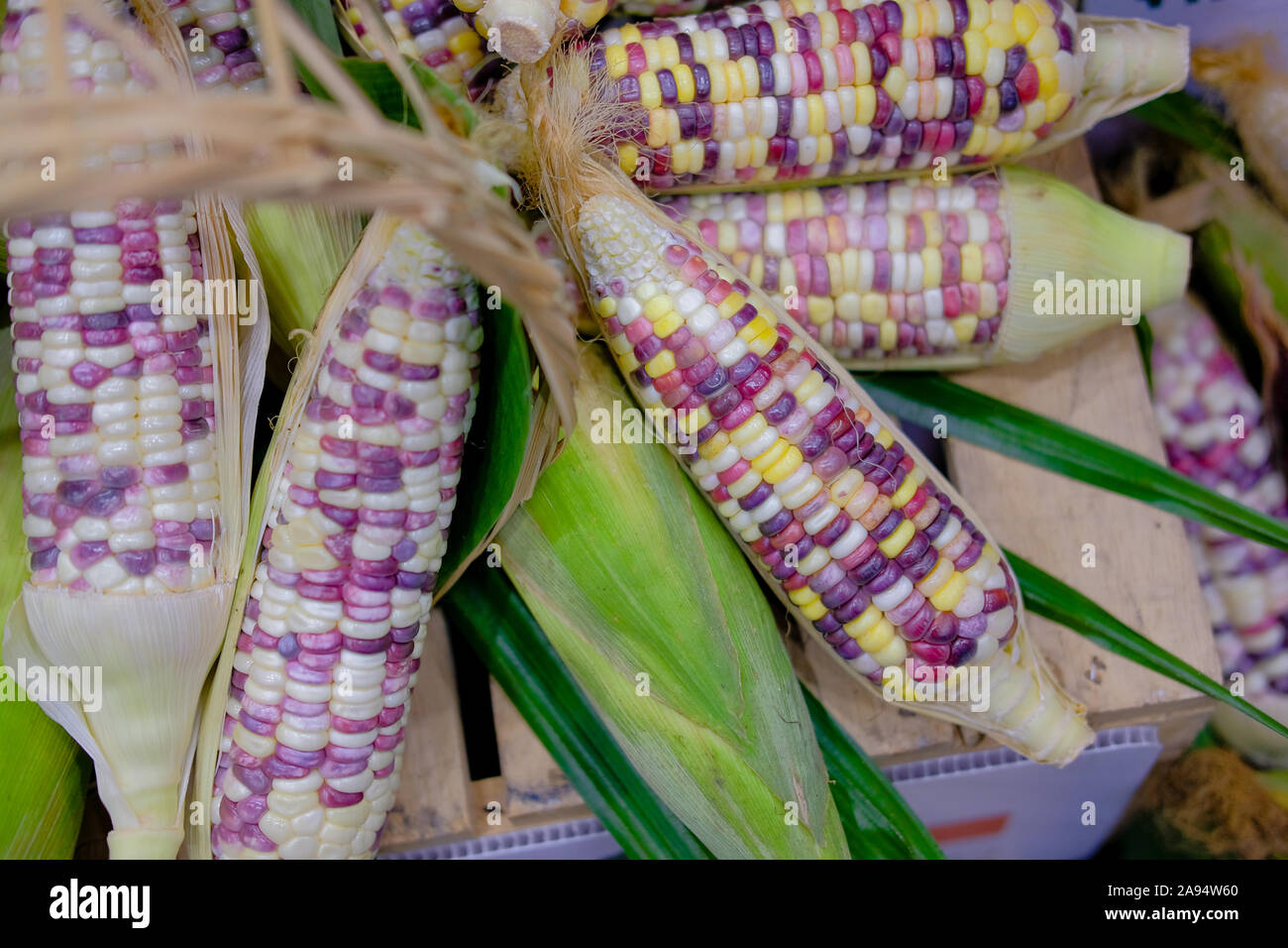 decorative multi colored sweet corn, colorful maize Stock Photo - Alamy