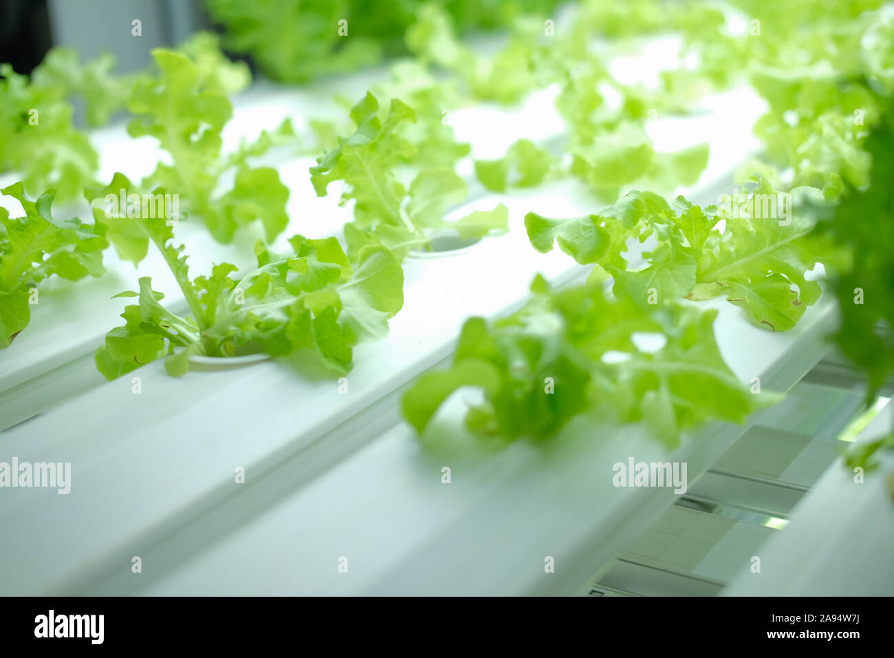 plant growing in smart indoor farm with artificial led light. spectrum ...