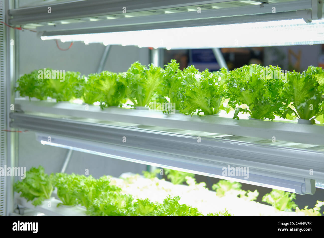 plant growing in smart indoor farm with artificial led light. spectrum ...