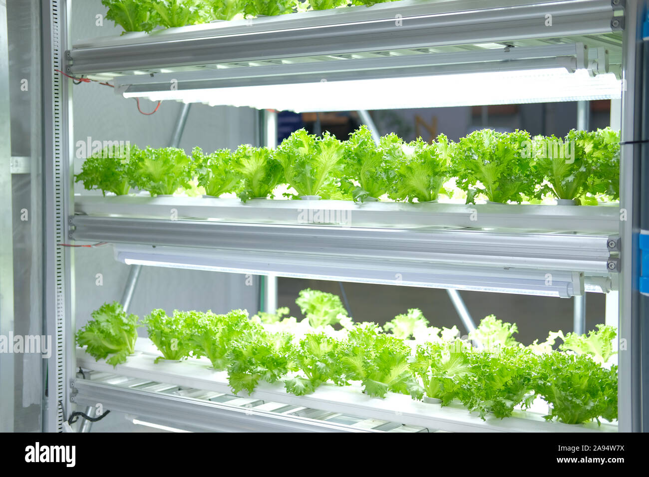 plant growing in smart indoor farm with artificial led light. spectrum ...
