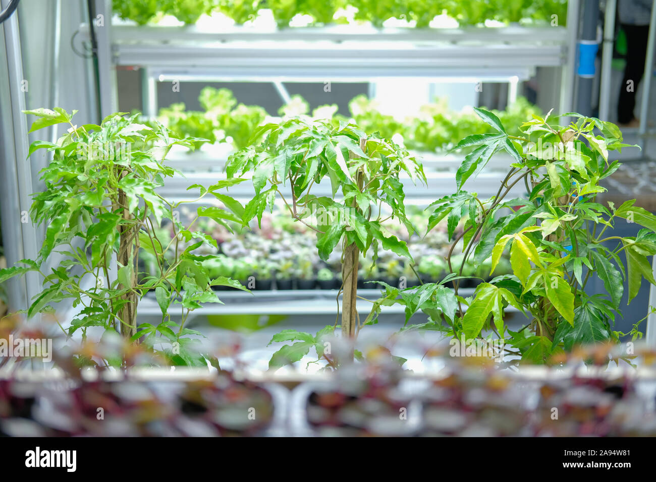 plant growing in smart indoor farm with artificial led light. spectrum ...
