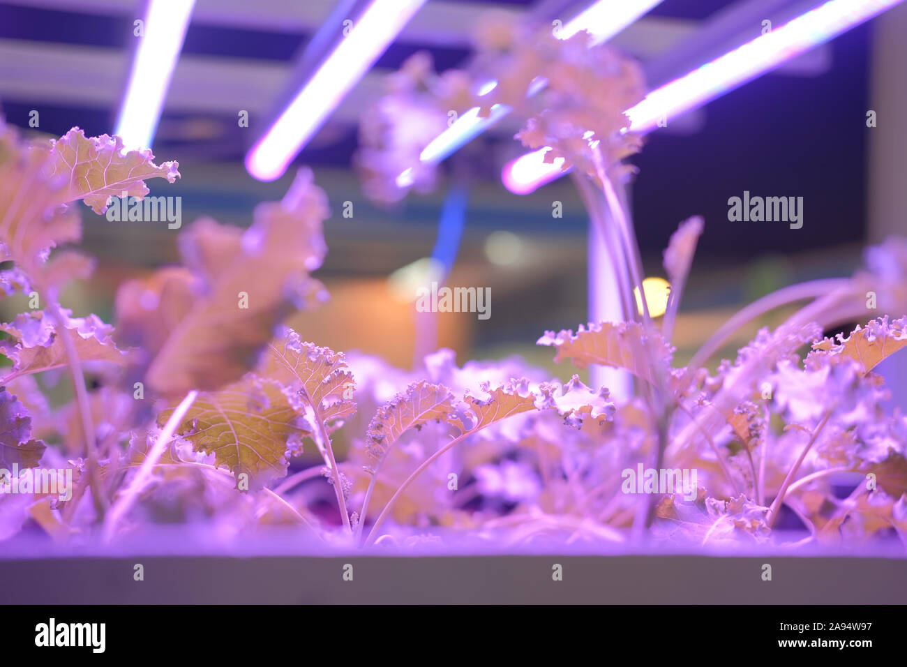 plant growing in smart indoor farm with artificial led light. spectrum ...