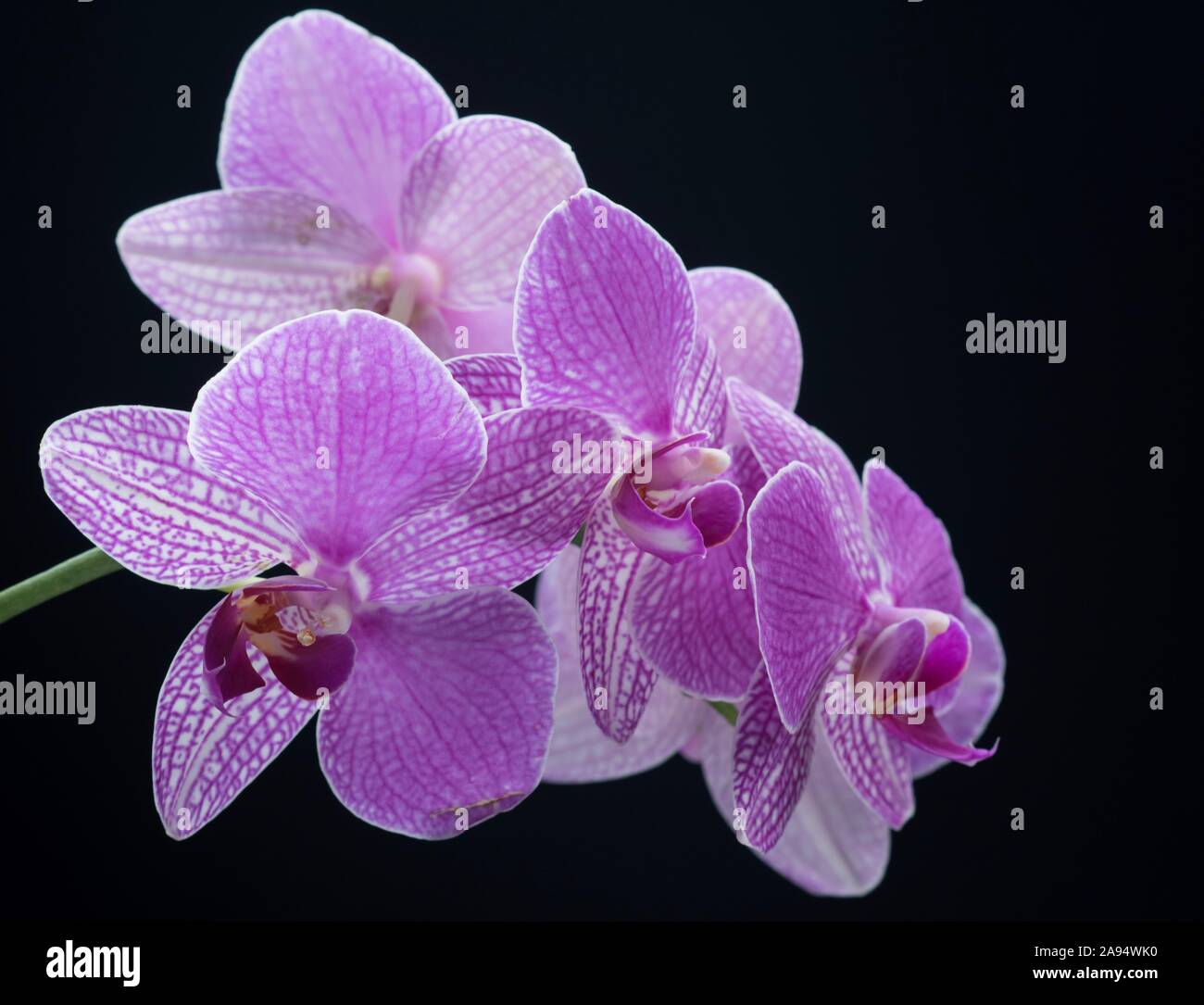 Pink Orchid Stem against black background Stock Photo - Alamy
