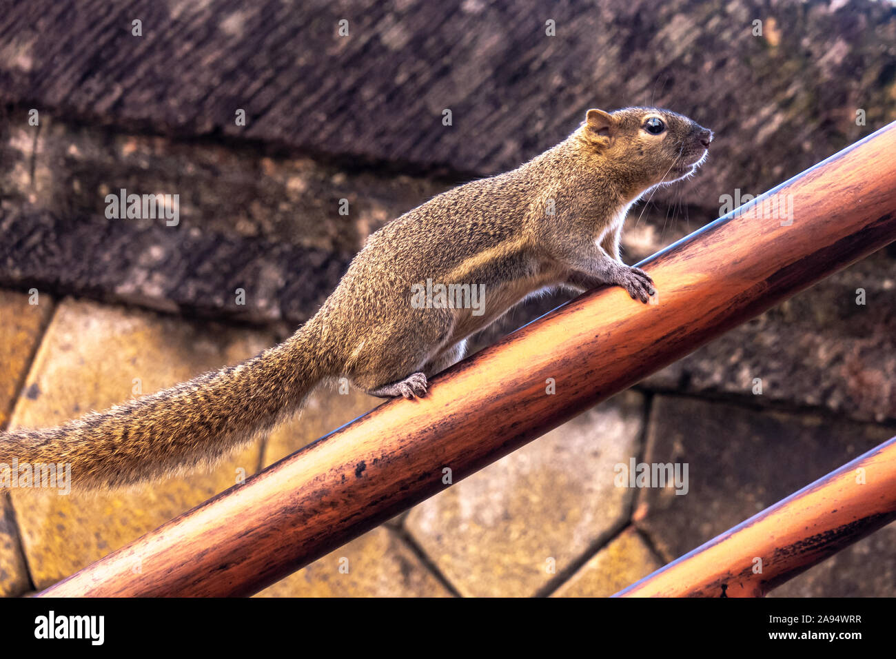 Tiny little native squirrel running up a handrail Stock Photo - Alamy