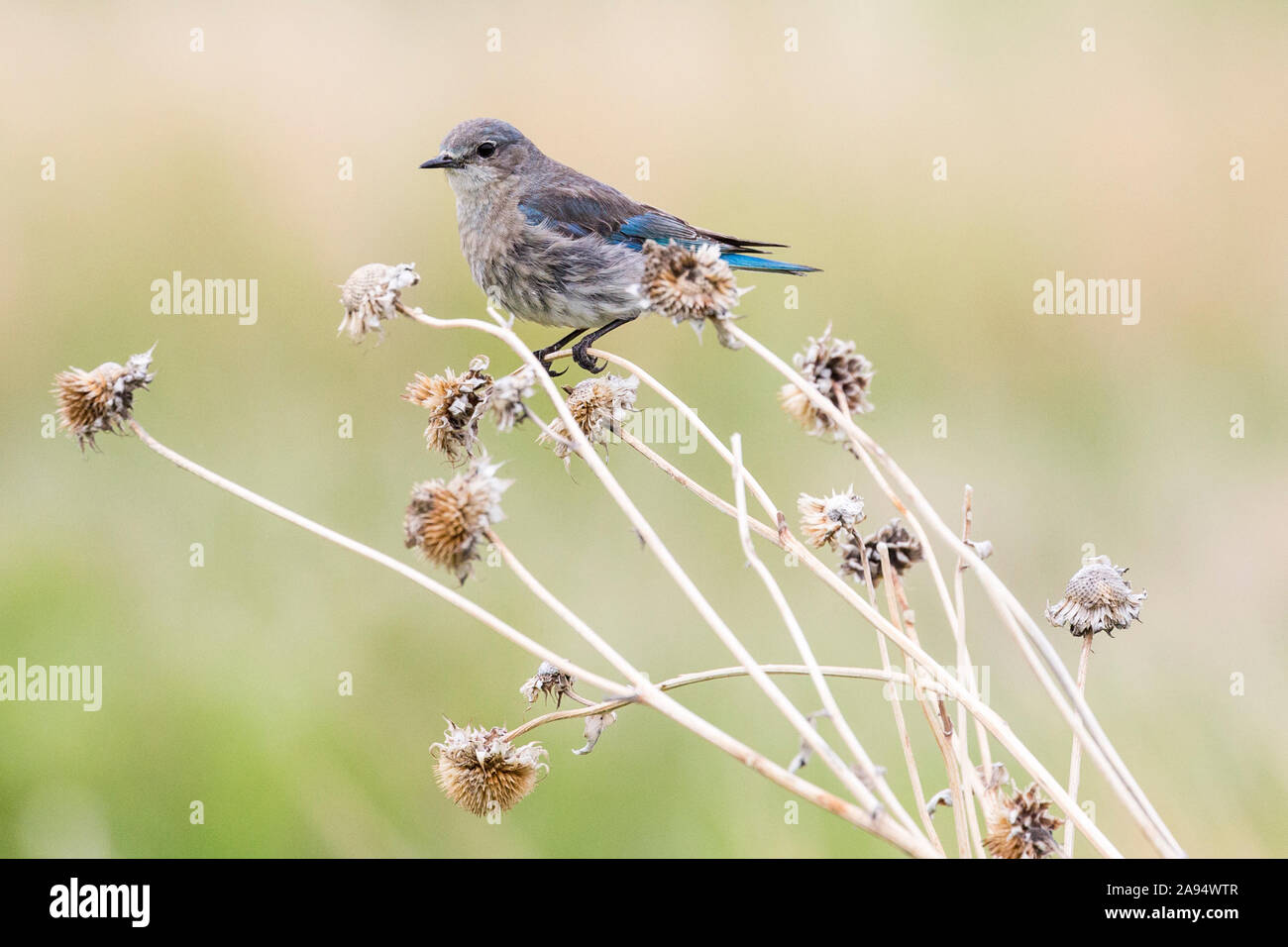 Western bluebird female hi-res stock photography and images - Alamy
