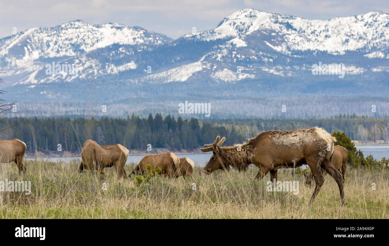 A female elk in the fields surrounding the Albright Visitor Center in ...