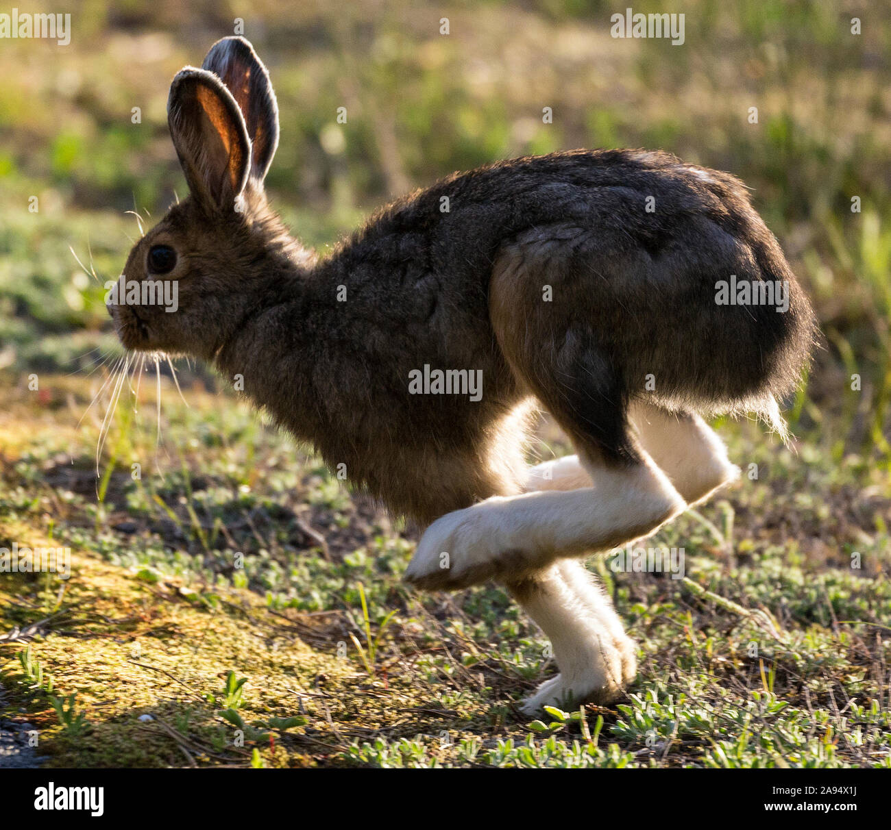 Snowshoe hare hi-res stock photography and images - Alamy
